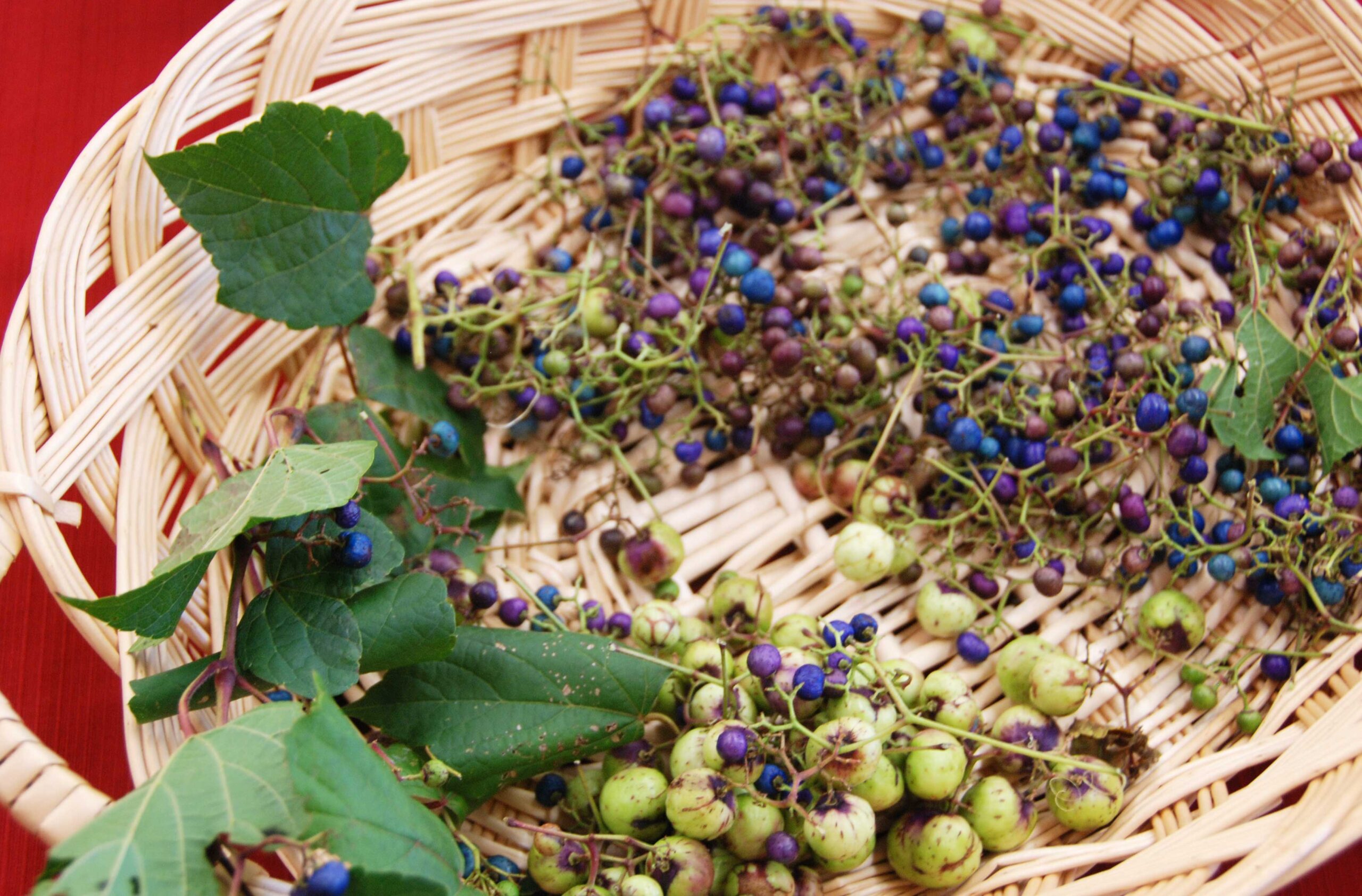 秋の「木の実あそび」レシピ | エコロコプロジェクト